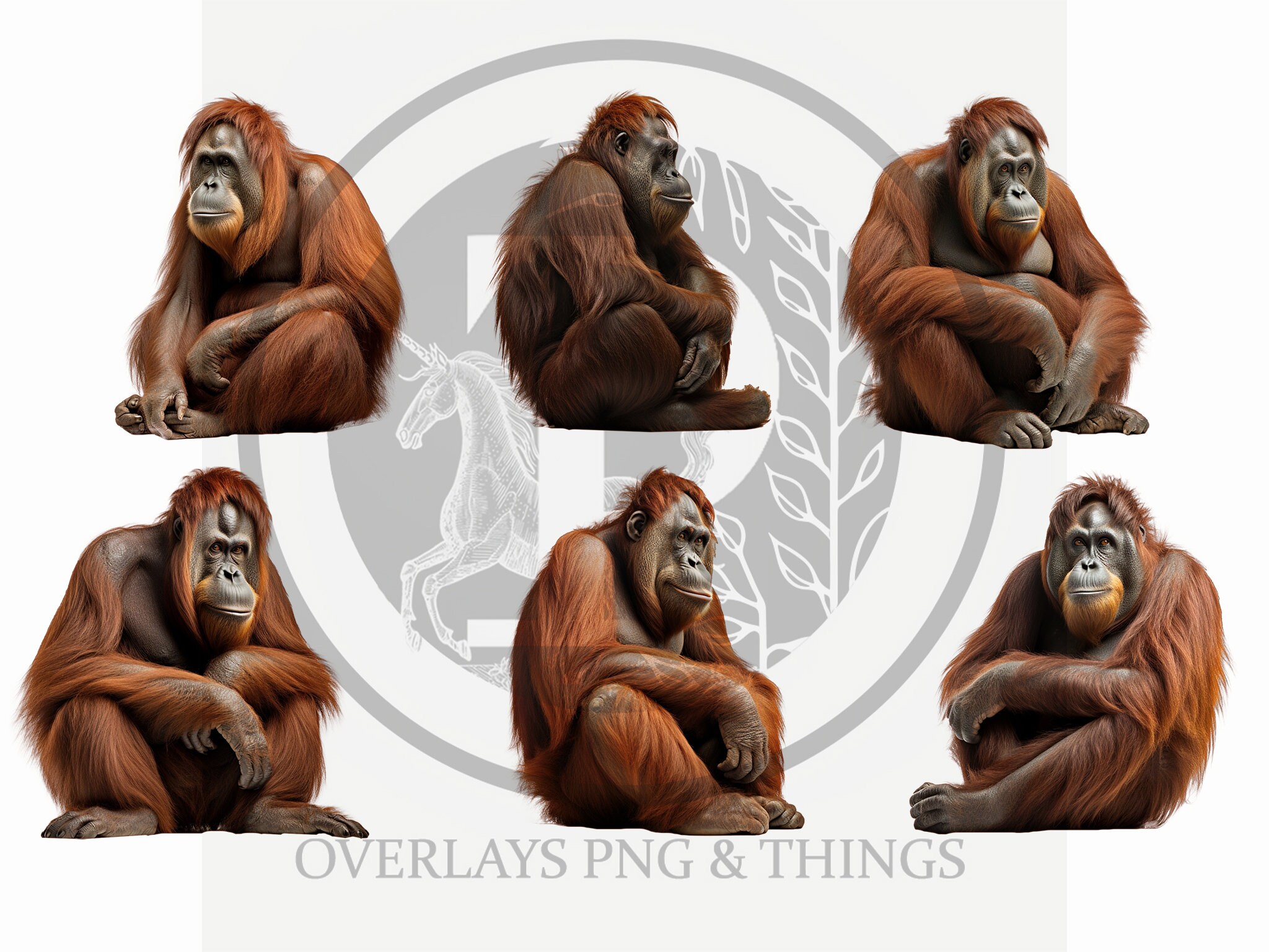 Ape Digital Overlays PNG Overlays Animal Clipart Monkey - Etsy