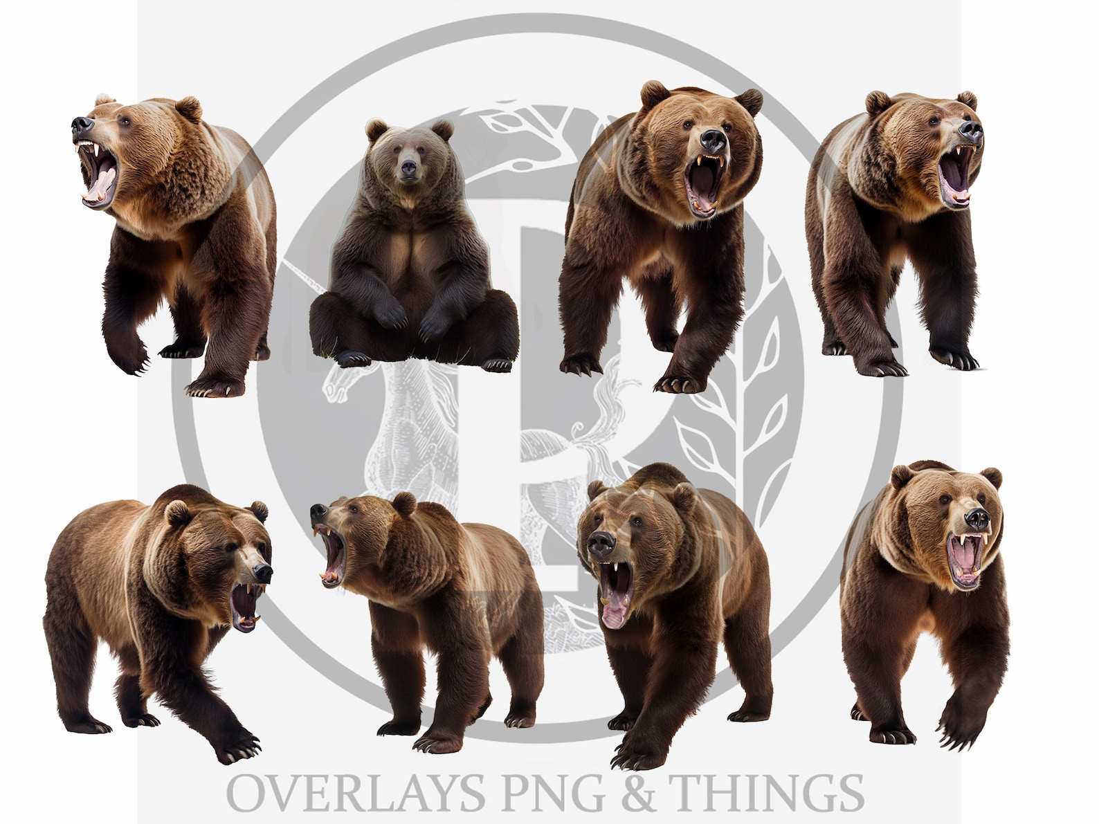 Bear Digital Overlays, PNG Overlays, Animal Clipart, Animal Overlays ...