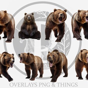 Bear Digital Overlays, PNG Overlays, Animal Clipart, Animal Overlays ...