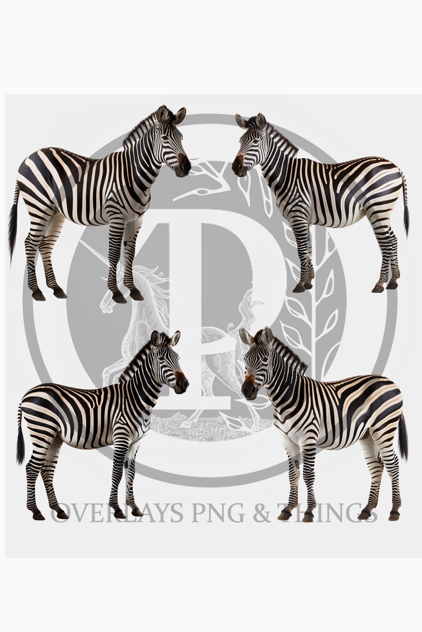Zebra Digital Overlays, PNG Overlays, Animal Clipart,zebra Overlays ...