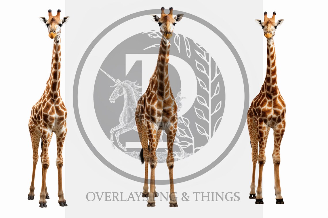 Giraffe Digital Overlays, PNG Overlays, Animal Clipart, Animal Overlays ...