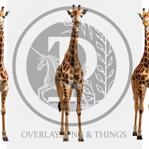 Giraffe Digital Overlays, PNG Overlays, Animal Clipart, Animal Overlays ...