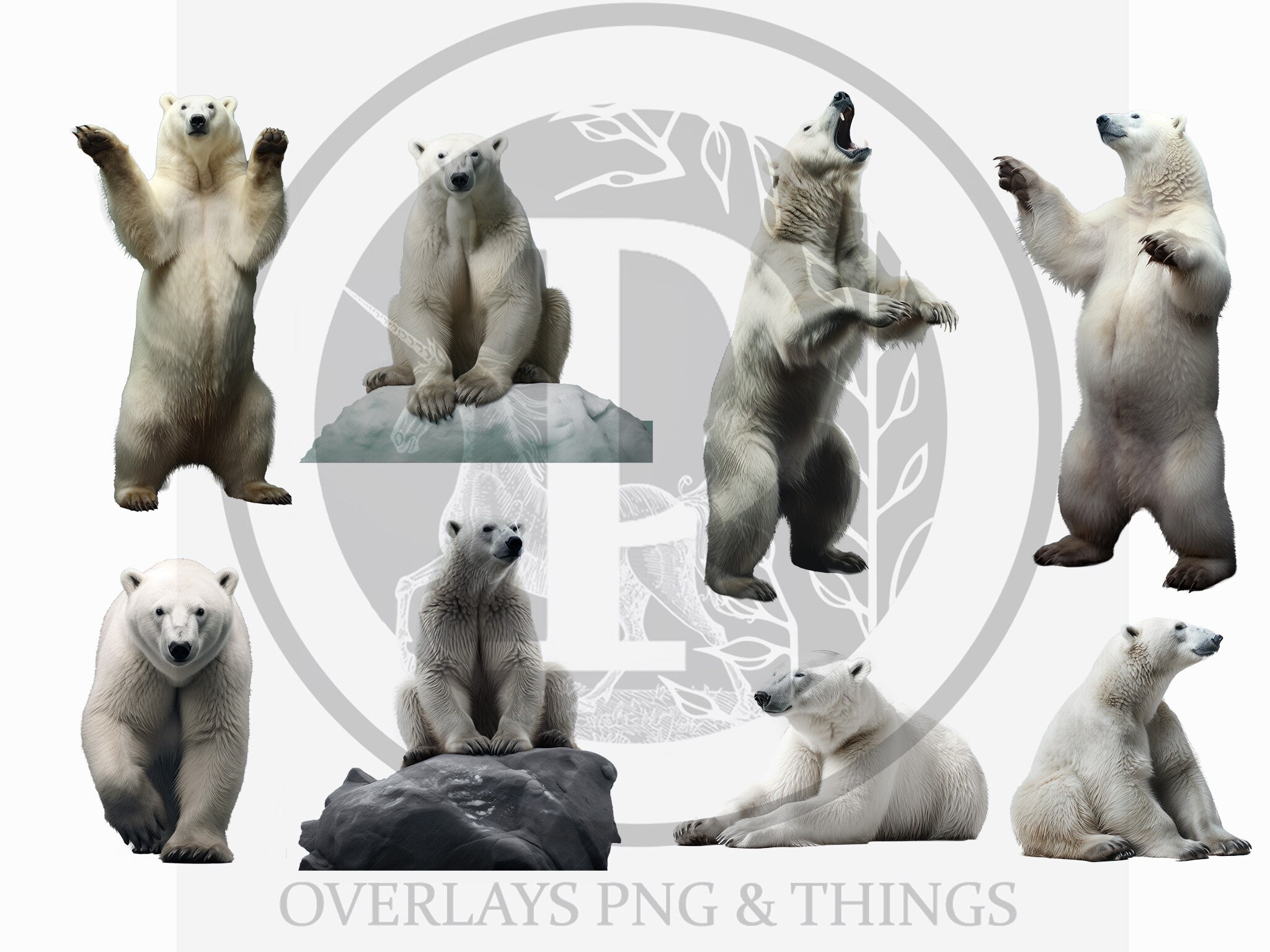 Polar Bear Digital Overlays, PNG Overlays, Animal Clipart, Animal ...