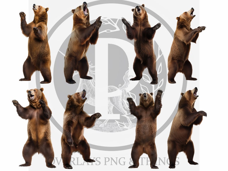 Bear Digital Overlays, PNG Overlays, Animal Clipart, Animal Overlays ...