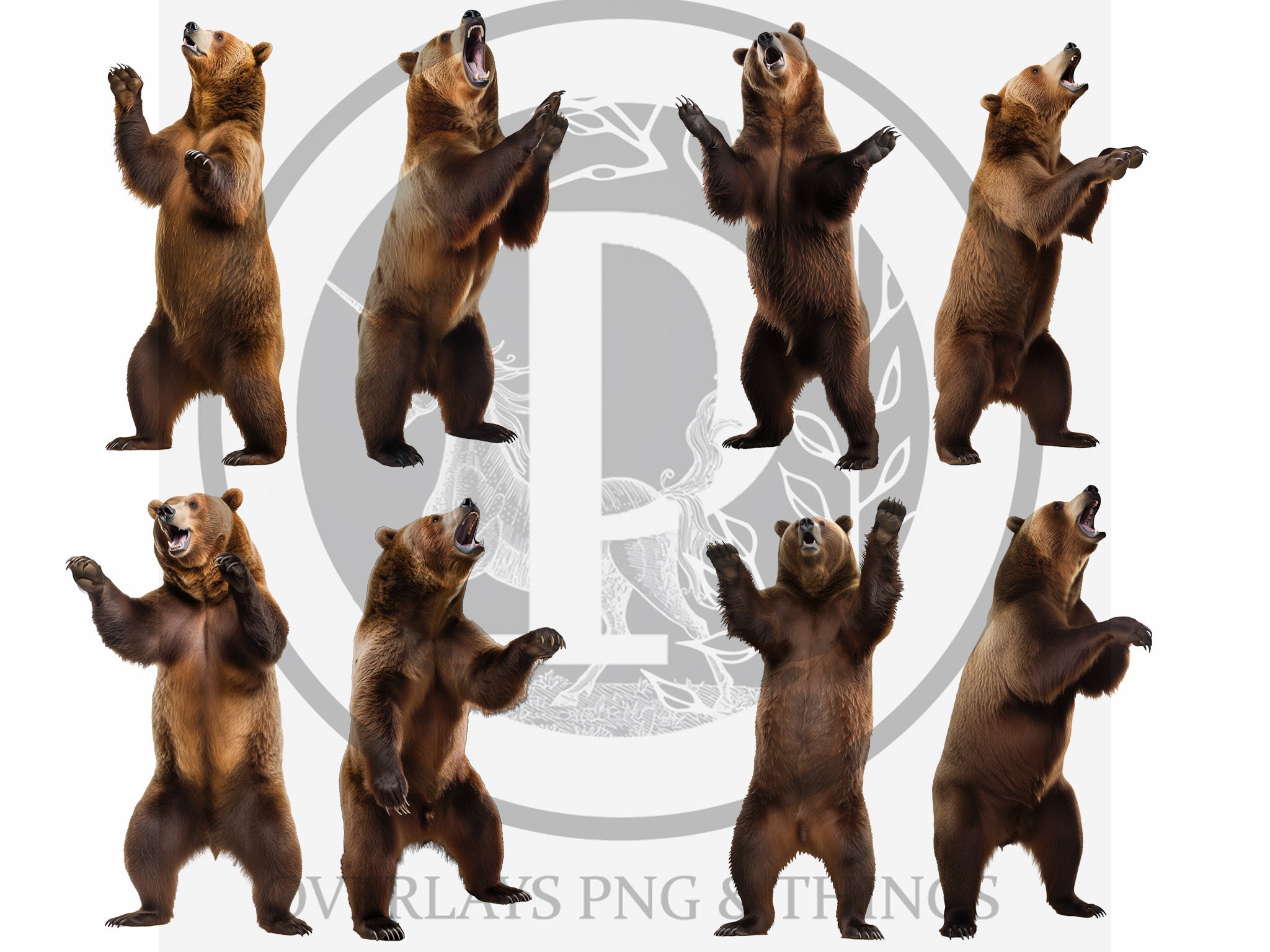 Bear Digital Overlays, PNG Overlays, Animal Clipart, Animal Overlays ...