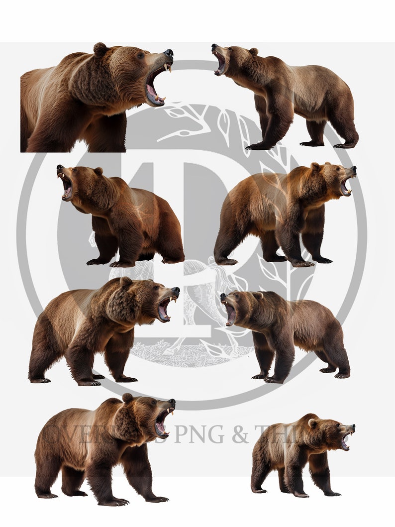 Bear Digital Overlays, PNG Overlays, Animal Clipart, Animal Overlays ...