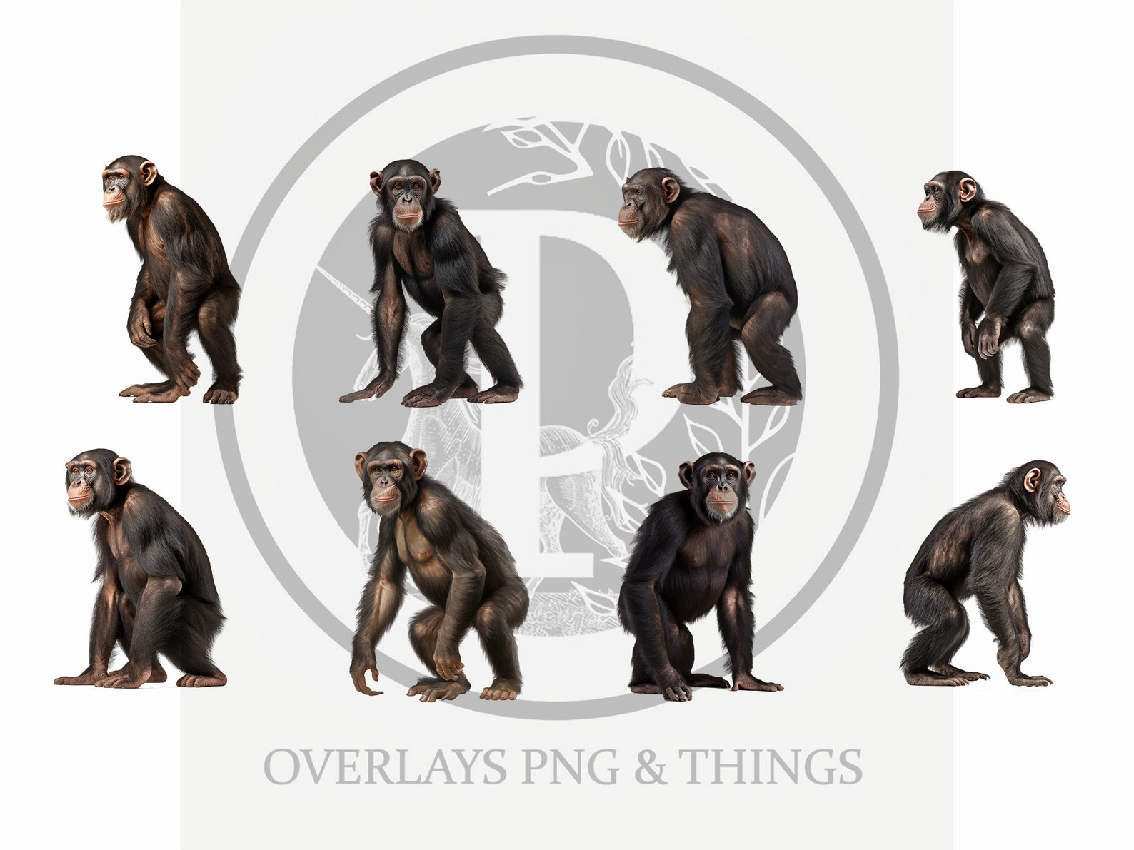 Ape Digital Overlays, PNG Overlays, Animal Clipart, Monkey Overlays ...