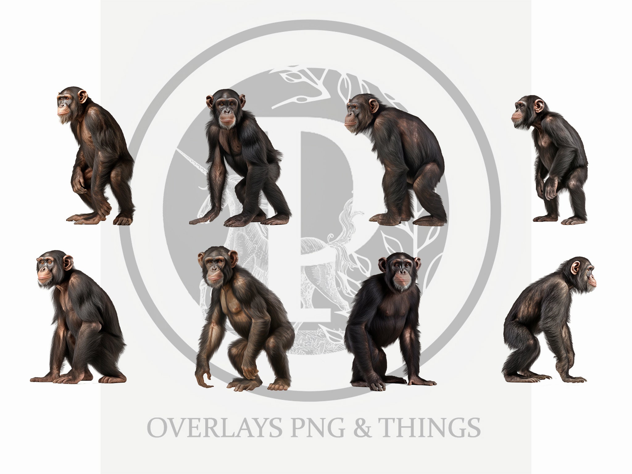 Ape Digital Overlays, PNG Overlays, Animal Clipart, Monkey Overlays ...