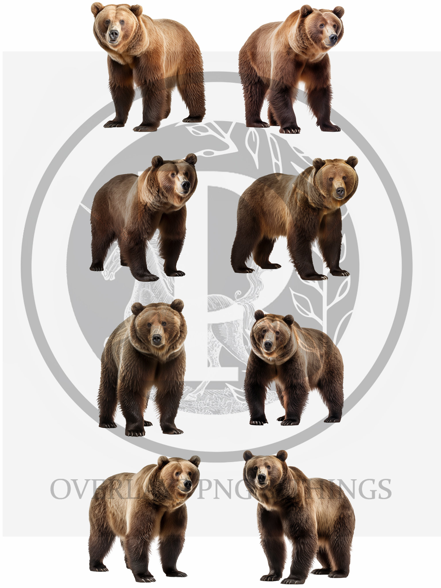 Bear Digital Overlays PNG Overlays Animal Clipart Animal - Etsy