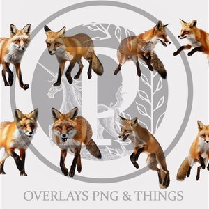 Fox Digital Overlays, PNG Overlays, Animal Clipart, Animal Overlays ...