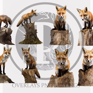 Fox Digital Overlays, PNG Overlays, Animal Clipart, Animal Overlays ...