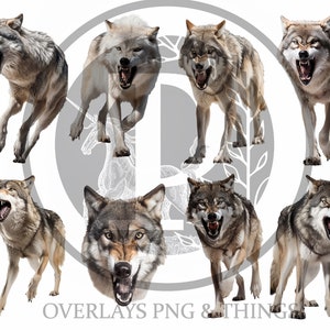 Wolves Digital Overlays, PNG Overlays, Animal Clipart, Animal Overlays ...
