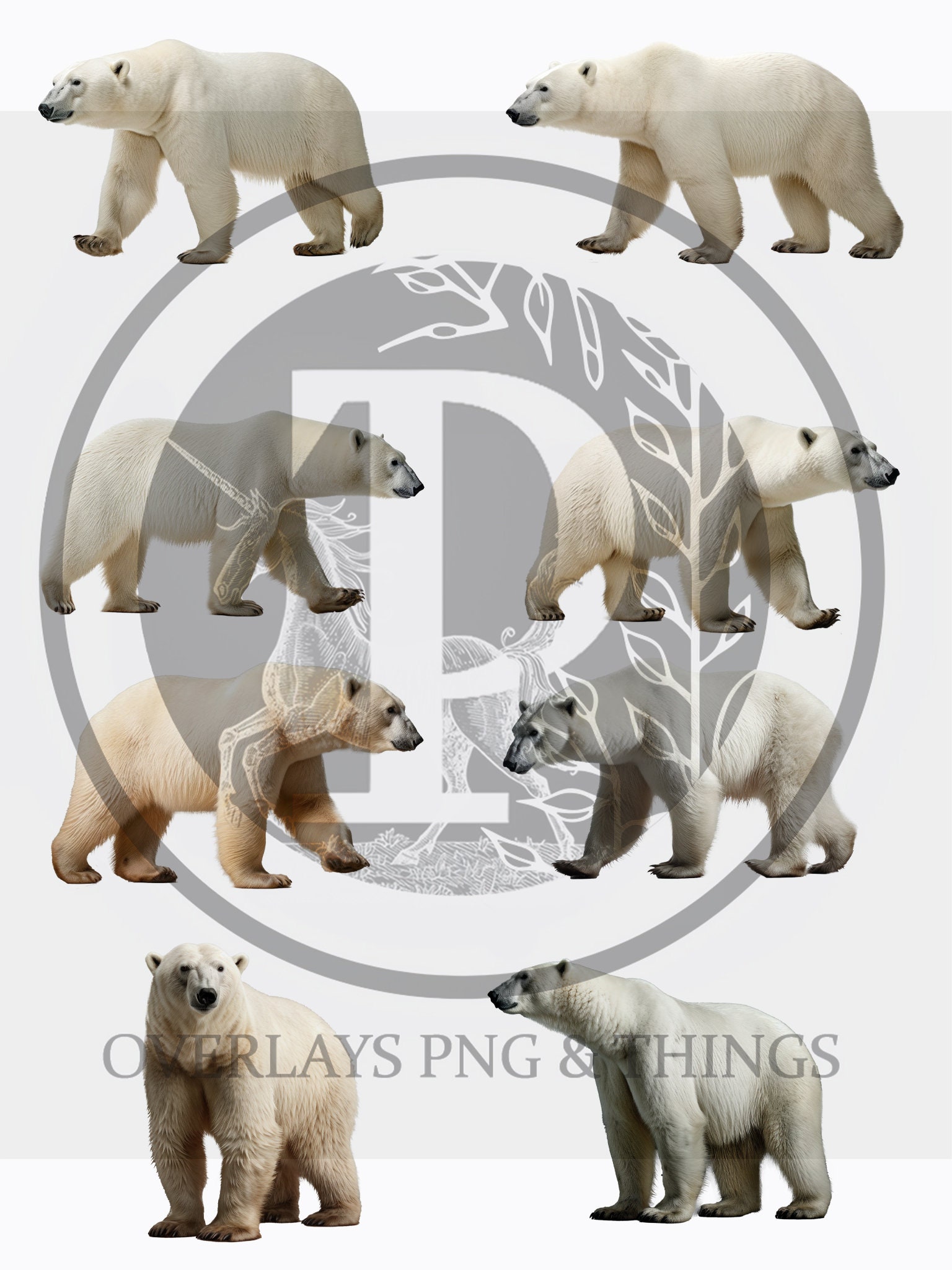 Polar Bear Digital Overlays, PNG Overlays, Animal Clipart, Animal ...