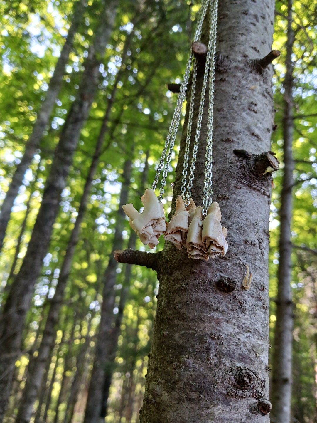 White Tail Deer Tooth Necklace, - Etsy