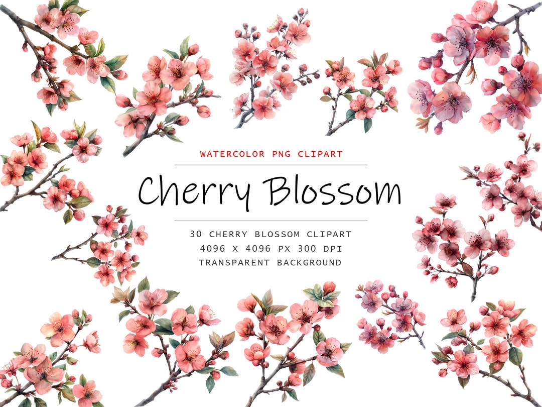 Watercolor Cherry Blossom Clipart, 30 PNG Cherry Blossom Clip Art ...