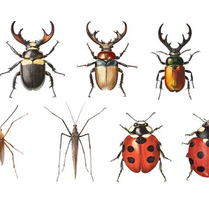 Watercolor Vintage Bugs Clipart, 37 PNG Insects Clipart, Commercial Use ...