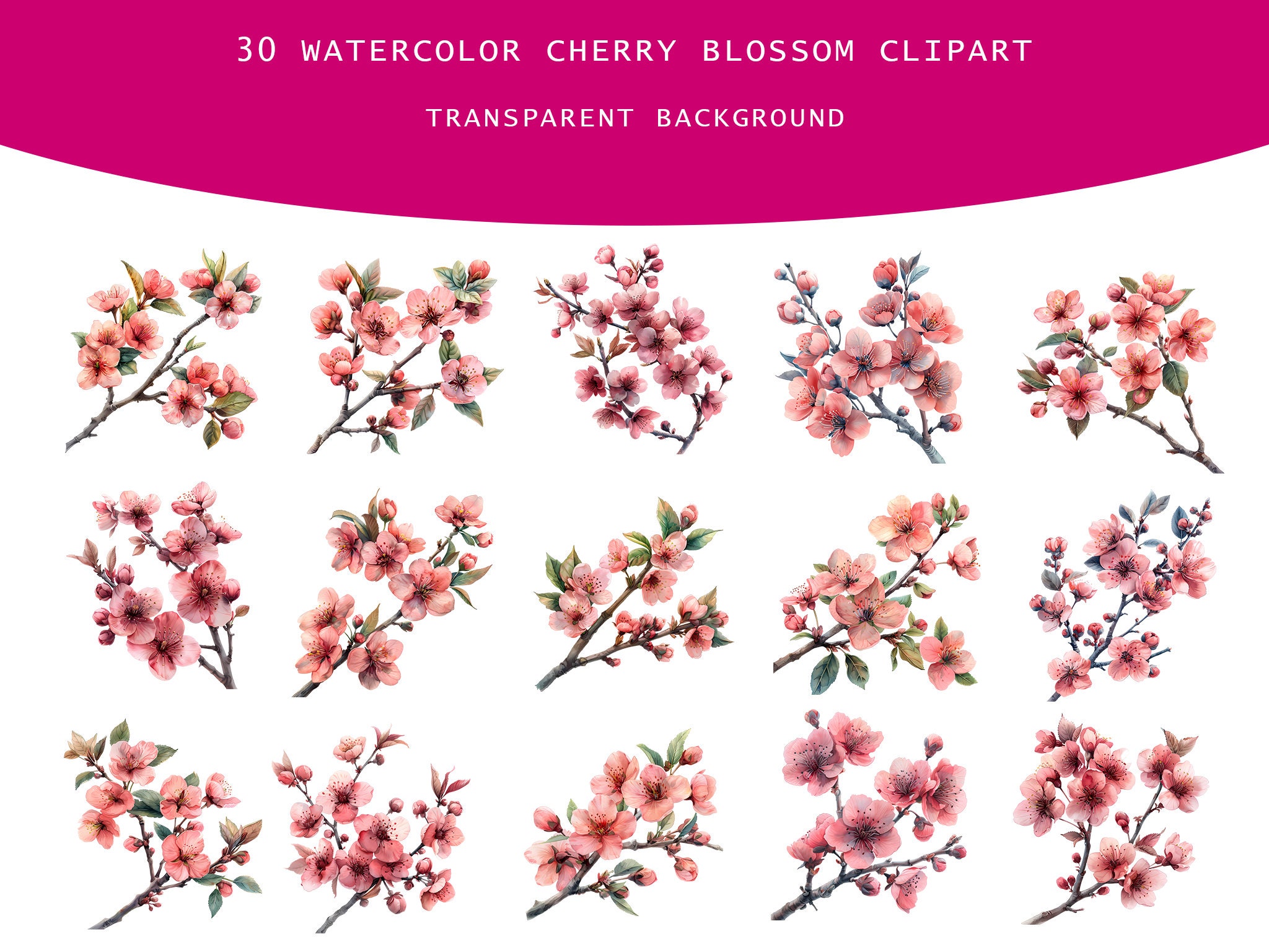 Watercolor Cherry Blossom Clipart, 30 PNG Cherry Blossom Clip Art ...