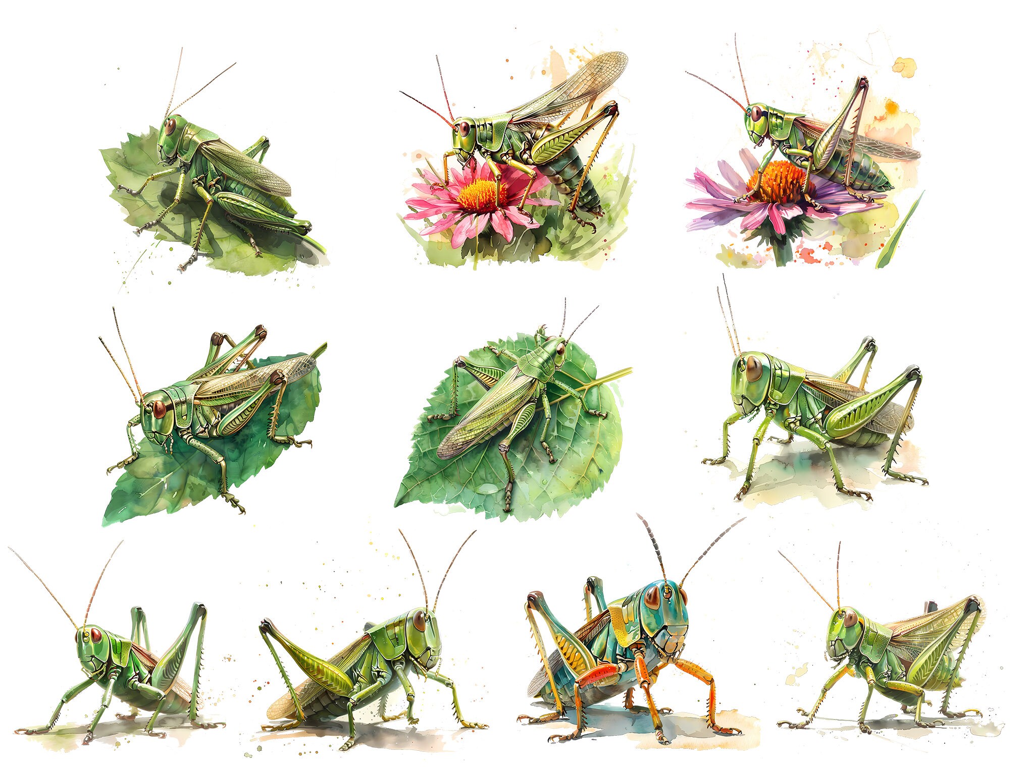 Watercolor Grasshopper Clipart, 20 PNG Grasshopper Clip Art, Insects ...