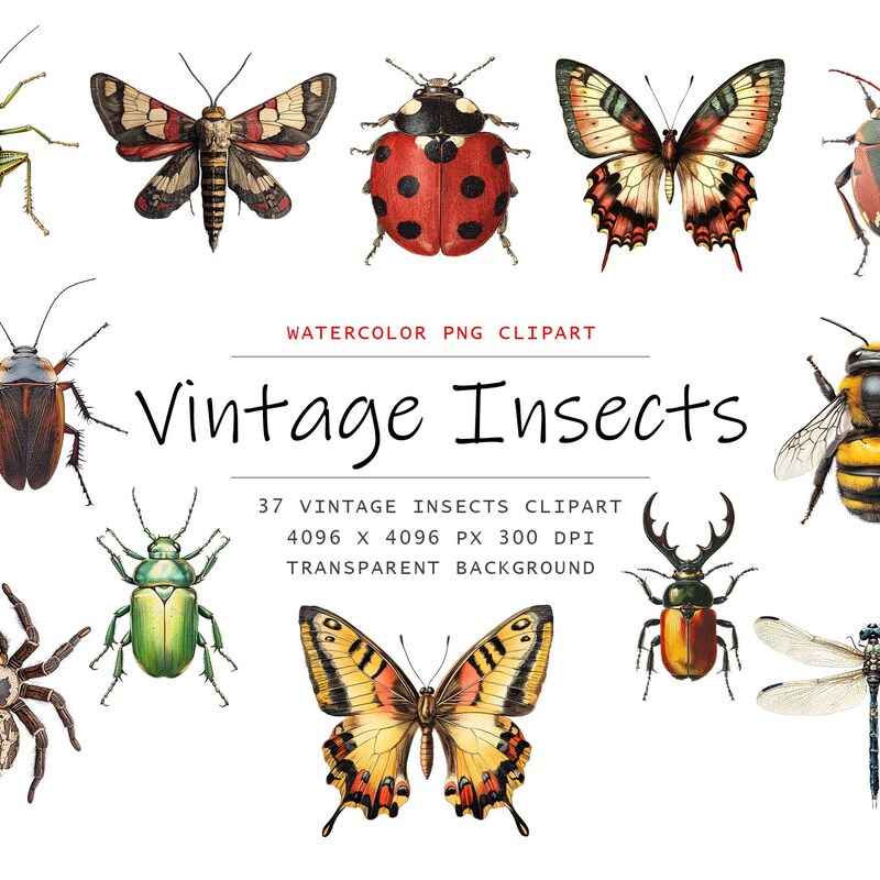 Insect Clipart - Etsy