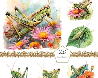 Watercolor Grasshopper Clipart, 20 PNG Grasshopper Clip Art, Insects ...