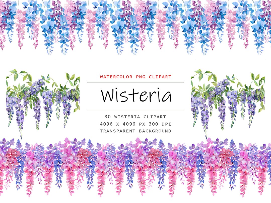 Watercolor Wisteria Borders Clipart, 30 PNG Wisteria Flowers Borders ...