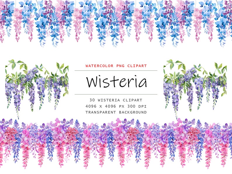 Watercolor Wisteria Borders Clipart, 30 PNG Wisteria Flowers Borders ...
