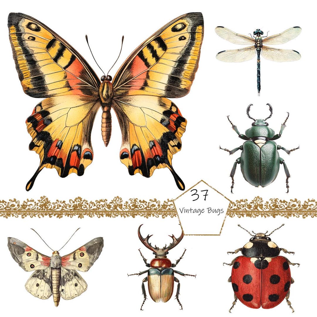 Watercolor Vintage Bugs Clipart, 37 PNG Insects Clipart, Commercial Use ...