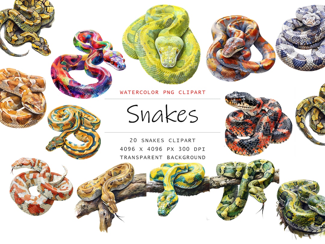 Watercolor Snakes Clipart, 20 PNG Snakes Clip Art, Snakes Clipart ...