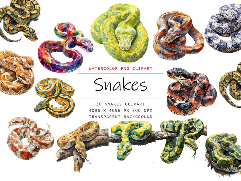 Watercolor Snakes Clipart, 20 PNG Snakes Clip Art, Snakes Clipart ...