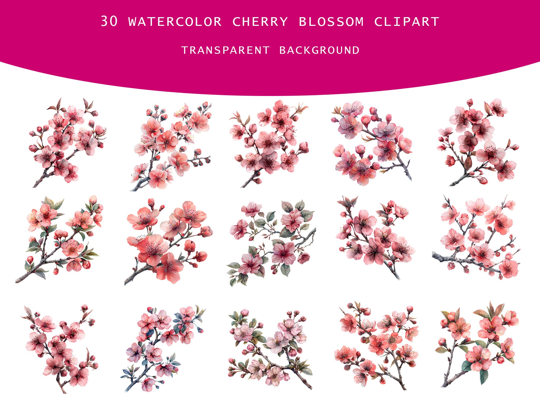 Watercolor Cherry Blossom Clipart, 30 PNG Cherry Blossom Clip Art ...