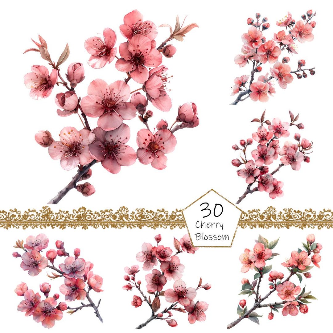 Watercolor Cherry Blossom Clipart, 30 PNG Cherry Blossom Clip Art ...