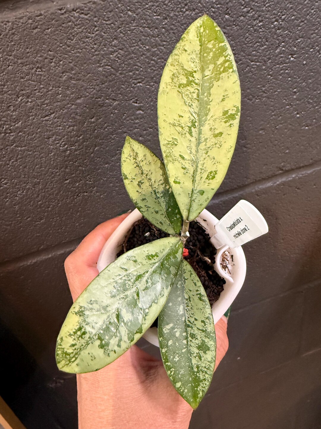 Hoya Crassi X Michelle Clone 2 - Etsy