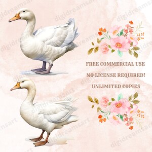 American Pekin Duck Clipart Bundle - Transparent PNG Collection ...