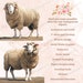 Merino Sheep Clipart Bundle Transparent PNG Collection - Etsy