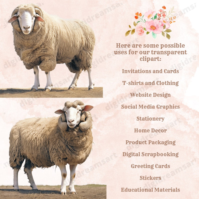 Merino Sheep Clipart Bundle Transparent PNG Collection - Etsy