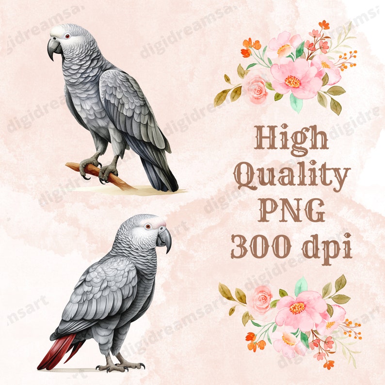 African Grey Parrot Clipart Bundle Transparent PNG - Etsy