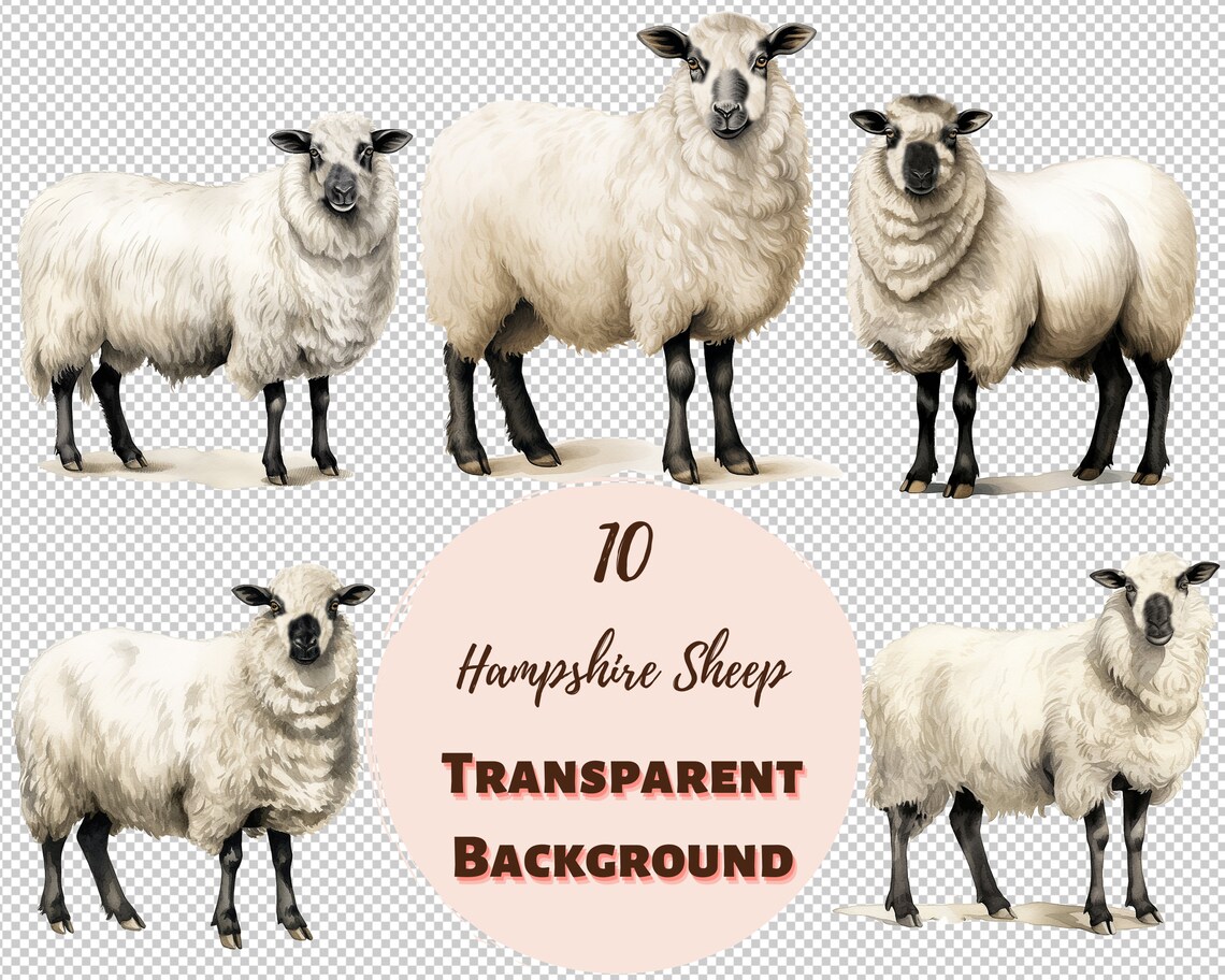 Hampshire Sheep Clipart Bundle Transparent PNG Collection - Etsy