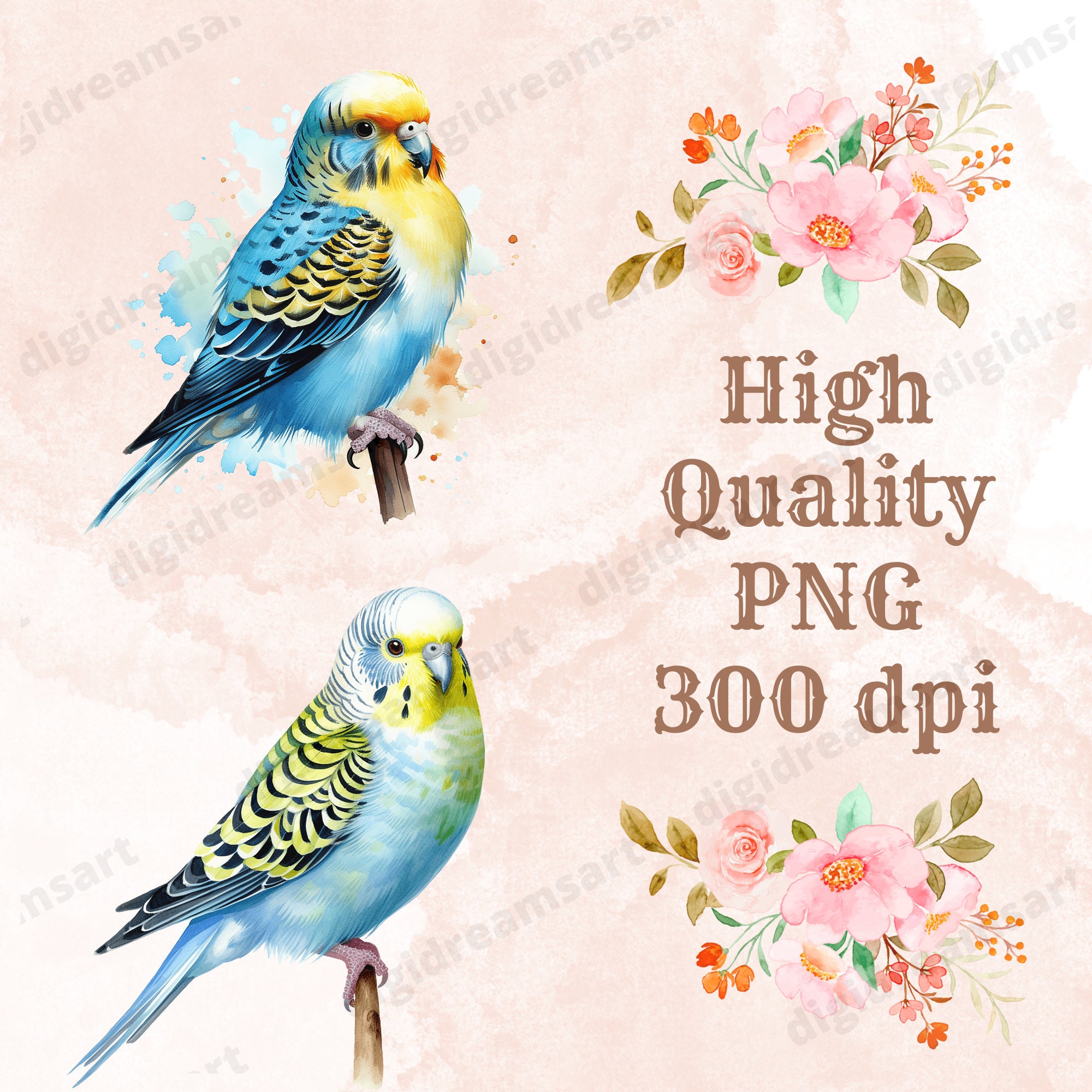 Budgerigar (budgie) Clipart Bundle - Transparent PNG Collection ...