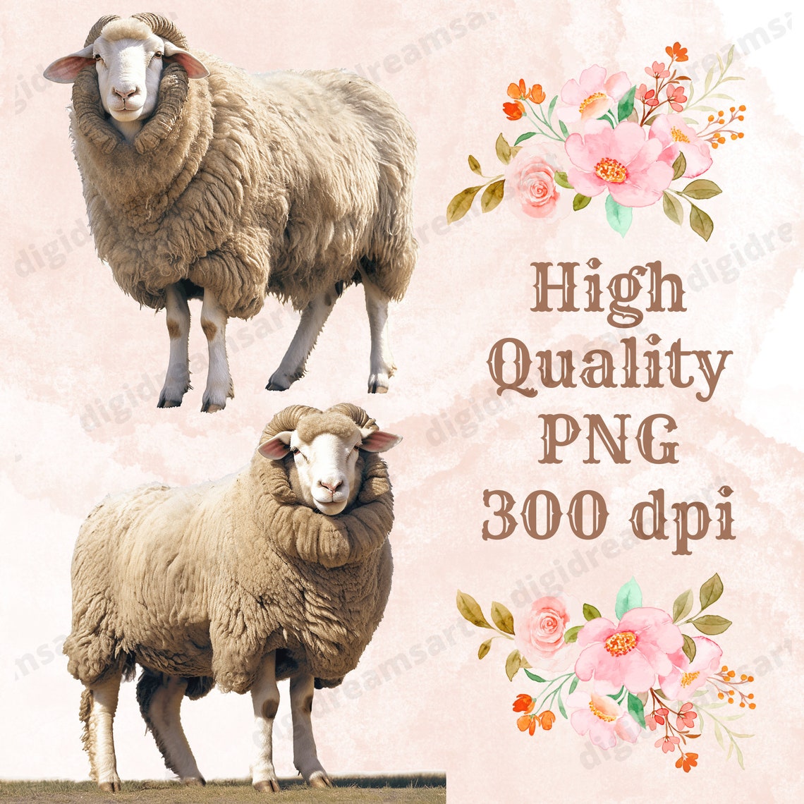 Merino Sheep Clipart Bundle Transparent PNG Collection - Etsy