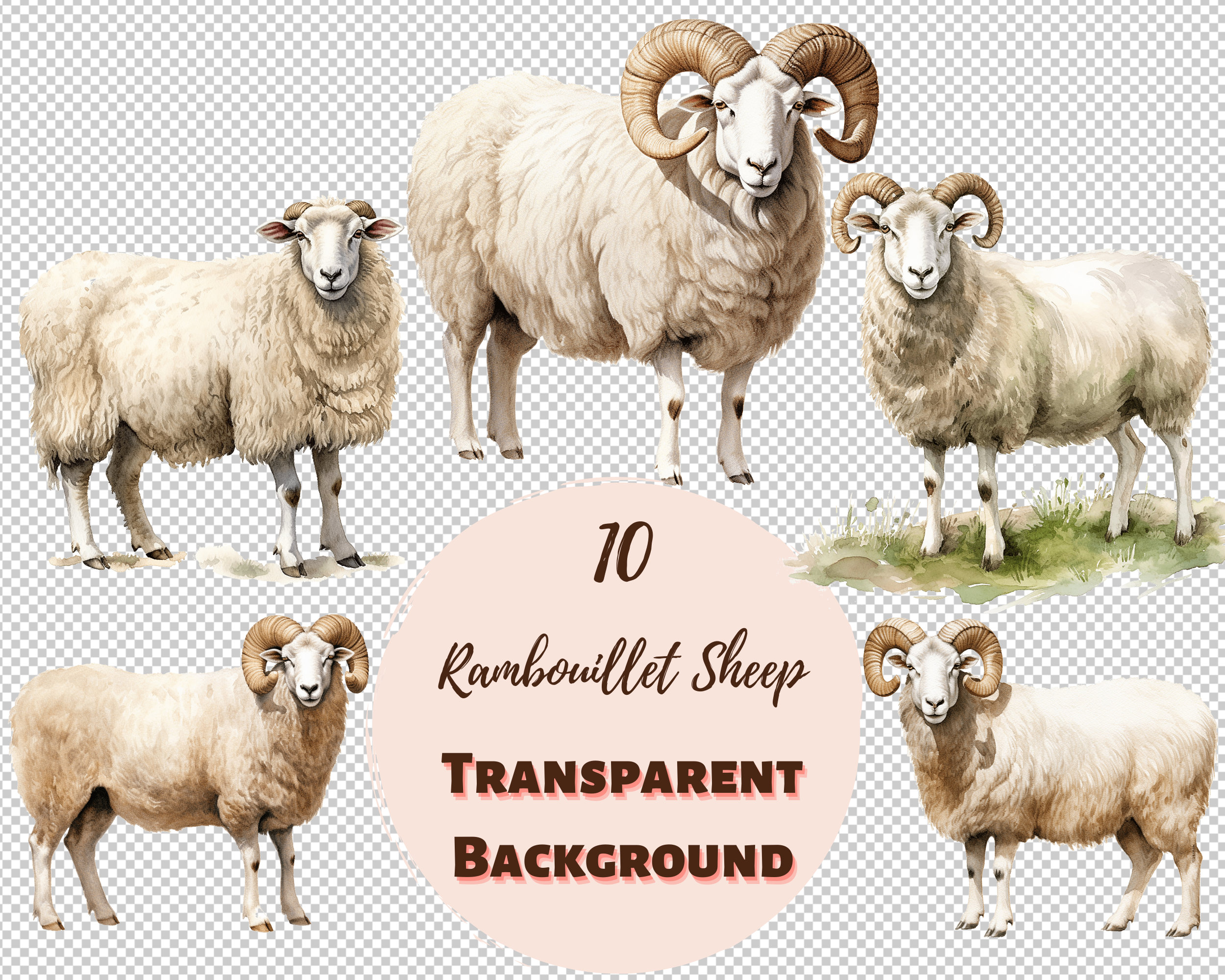 Rambouillet Sheep Clipart Bundle Transparent PNG Collection, Digital ...