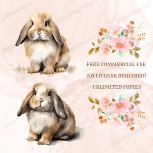 American Fuzzy Lop Rabbit Clipart Bundle - Transparent PNG Collection ...