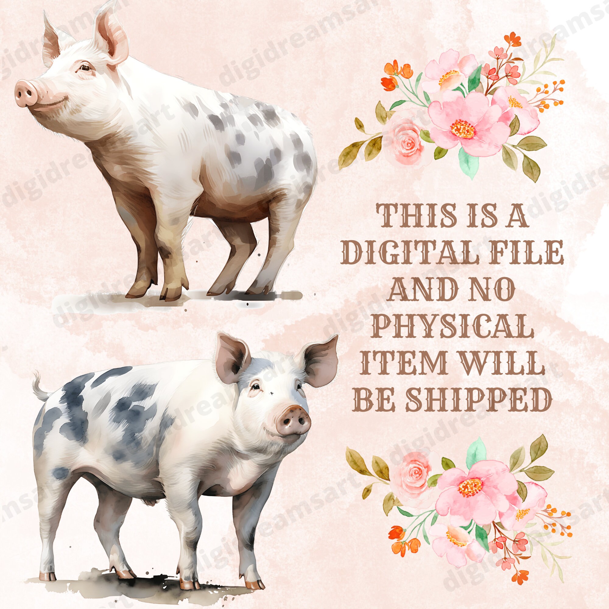 4-H Show Old Spots Pig Clipart Bundle Transparent PNG - Etsy
