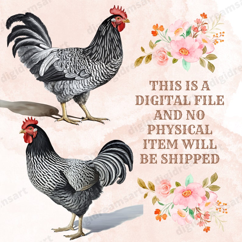 Plymouth Rock Chicken Clipart Bundle Transparent PNG Collection ...
