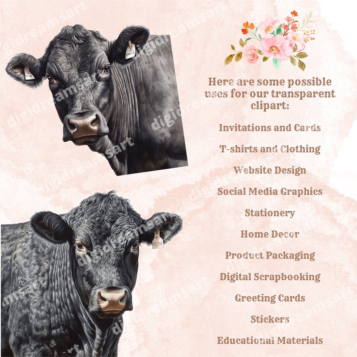 Black Angus Clipart Bundle Transparent PNG Collection - Etsy