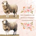 Merino Sheep Clipart Bundle Transparent PNG Collection - Etsy
