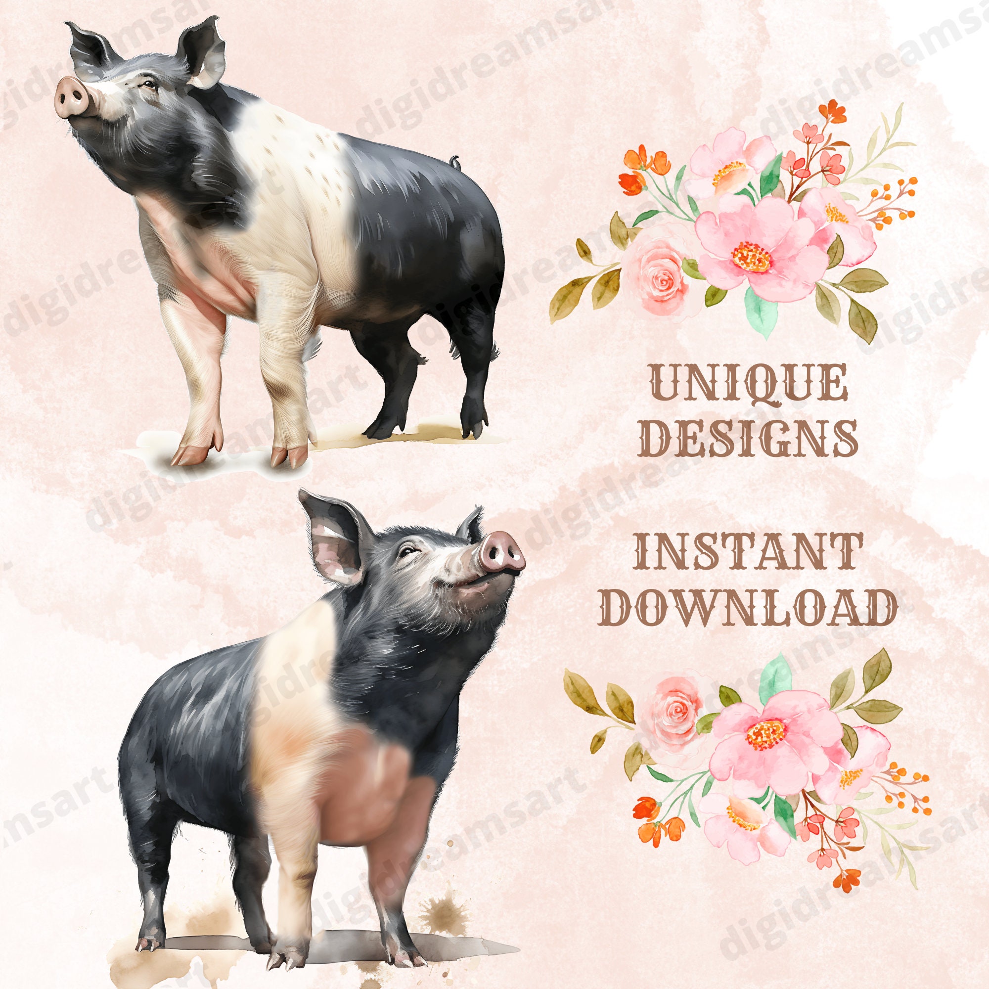 4-H Show Hampshire Pig Clipart Bundle Transparent PNG - Etsy