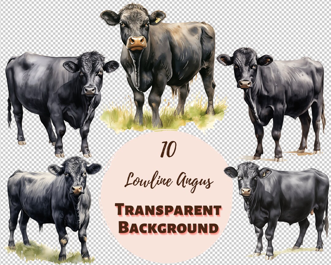 Lowline Angus Clipart Bundle -transparent PNG Collection, Digital ...