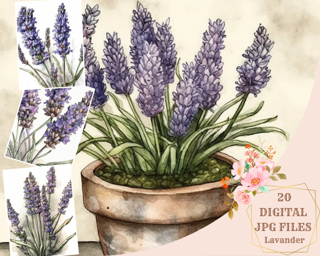 Lavander Design Bundle: Enchanting Clipart, Digital Prints, and T-shirt ...