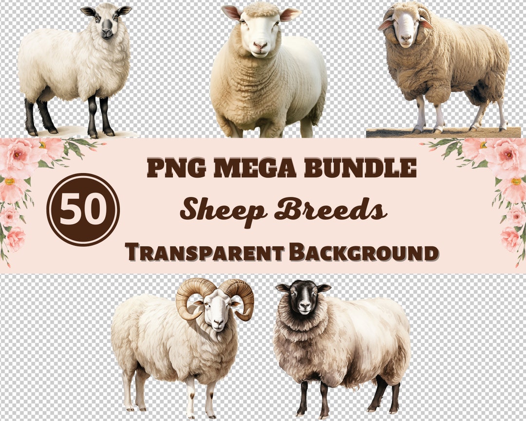 Sheep Breeds Mega Bundle 50 PNG Clipart Images - Transparent PNG ...