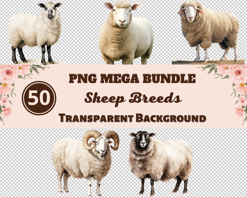 Sheep Breeds Mega Bundle 50 PNG Clipart Images Transparent PNG ...